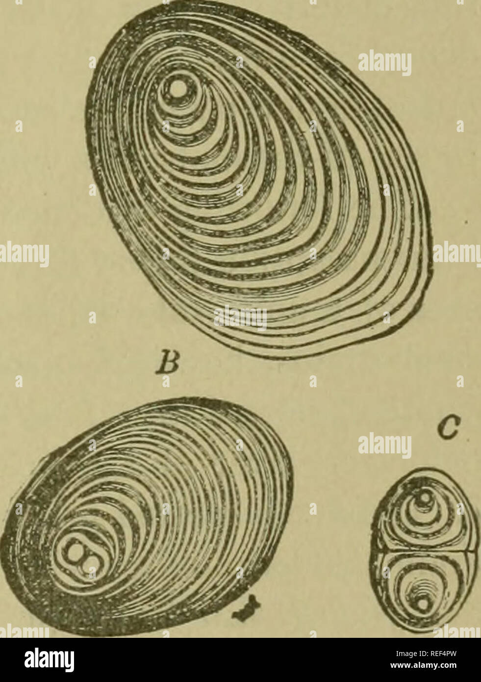 Seed stratification hi-res stock photography and images - Alamy
