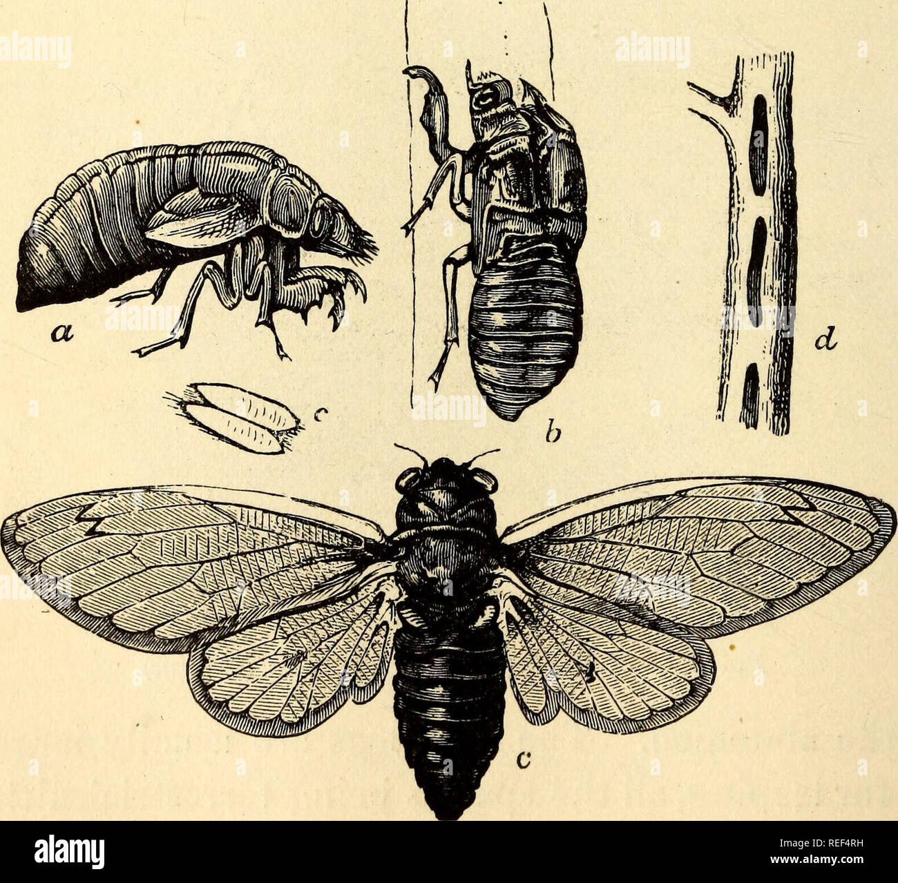 Cicada anatomy hi-res stock photography and images - Alamy