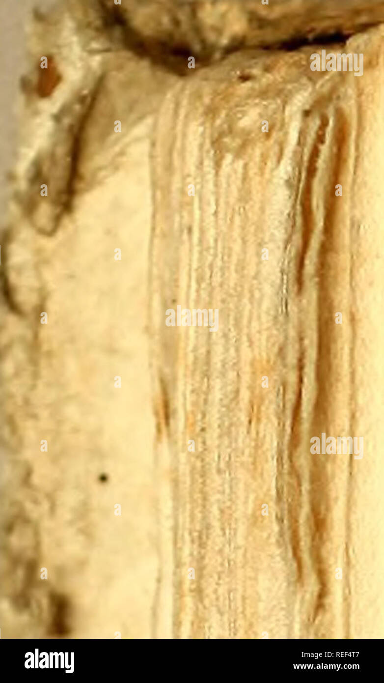 Toqui mapuche hi-res stock photography and images - Alamy