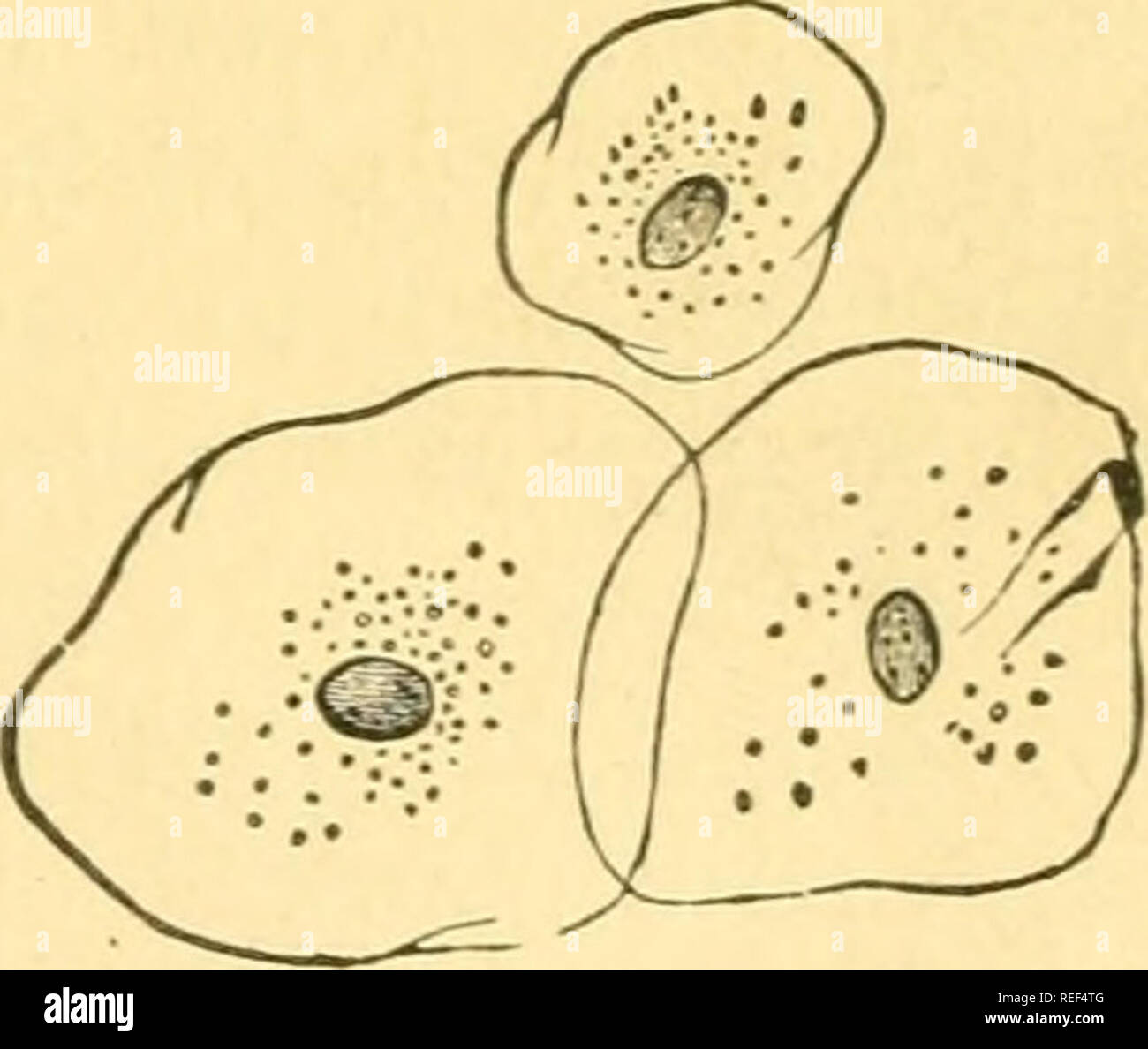 Epithelial cells human mouth hi-res stock photography and images - Alamy