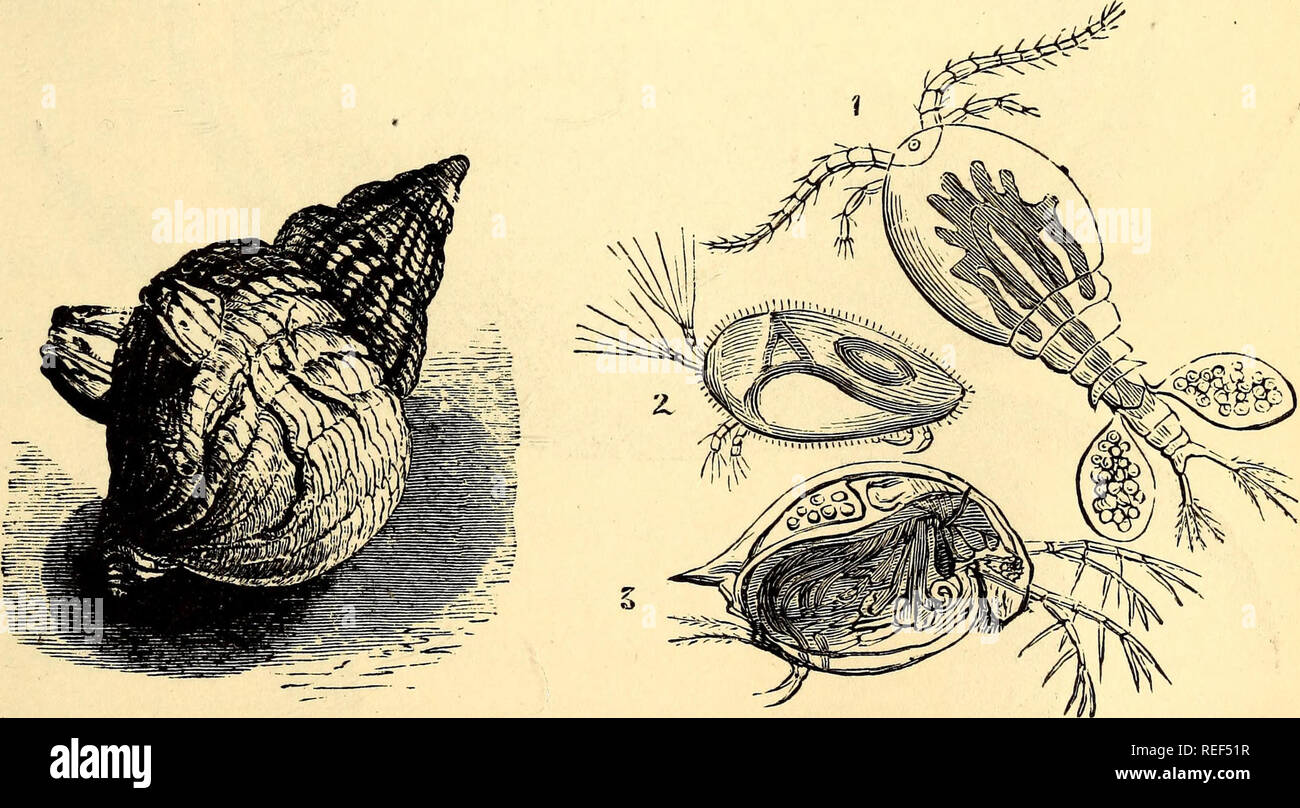 Cypris unifasciata hi-res stock photography and images - Alamy