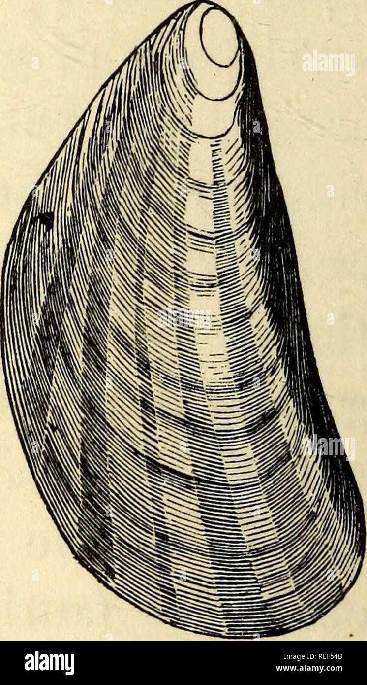 . Comparative zoology, structural and systematic : for use in schools ...
