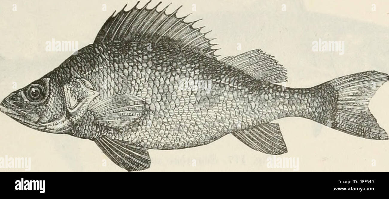 Pesce pinne dorsali hi-res stock photography and images - Alamy