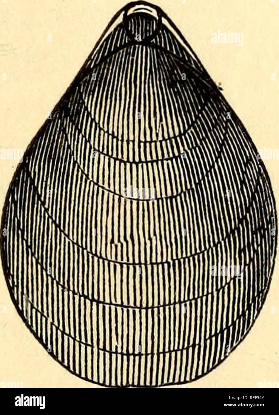Hornera hi-res stock photography and images - Alamy