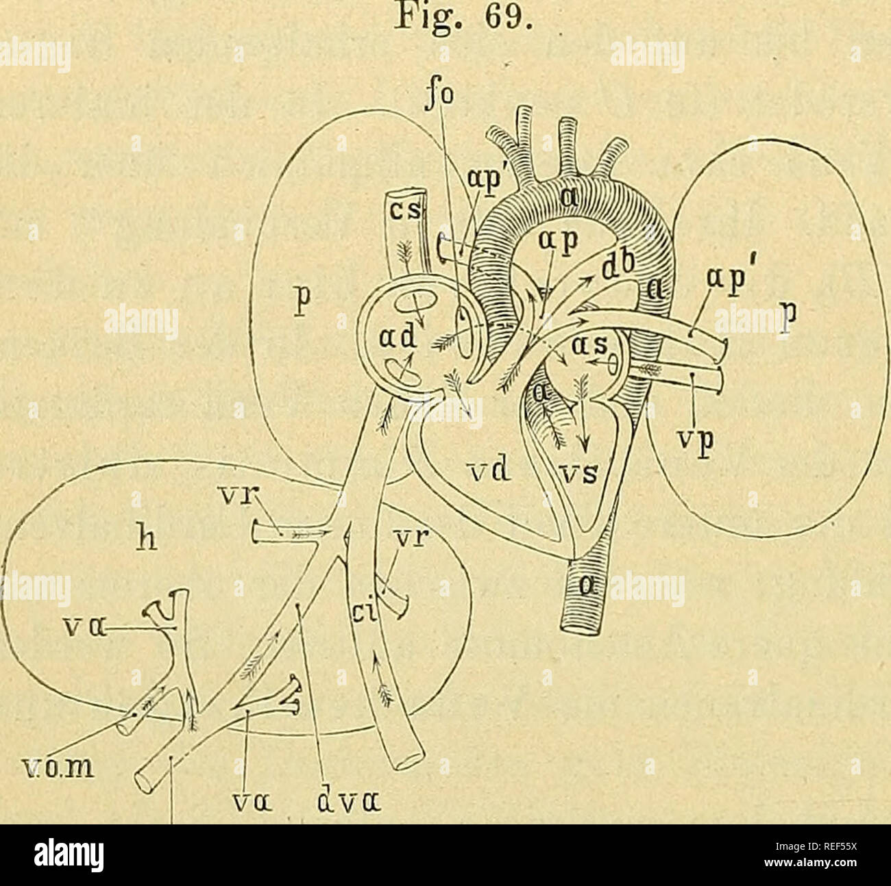 Lebervenen hi-res stock photography and images - Alamy