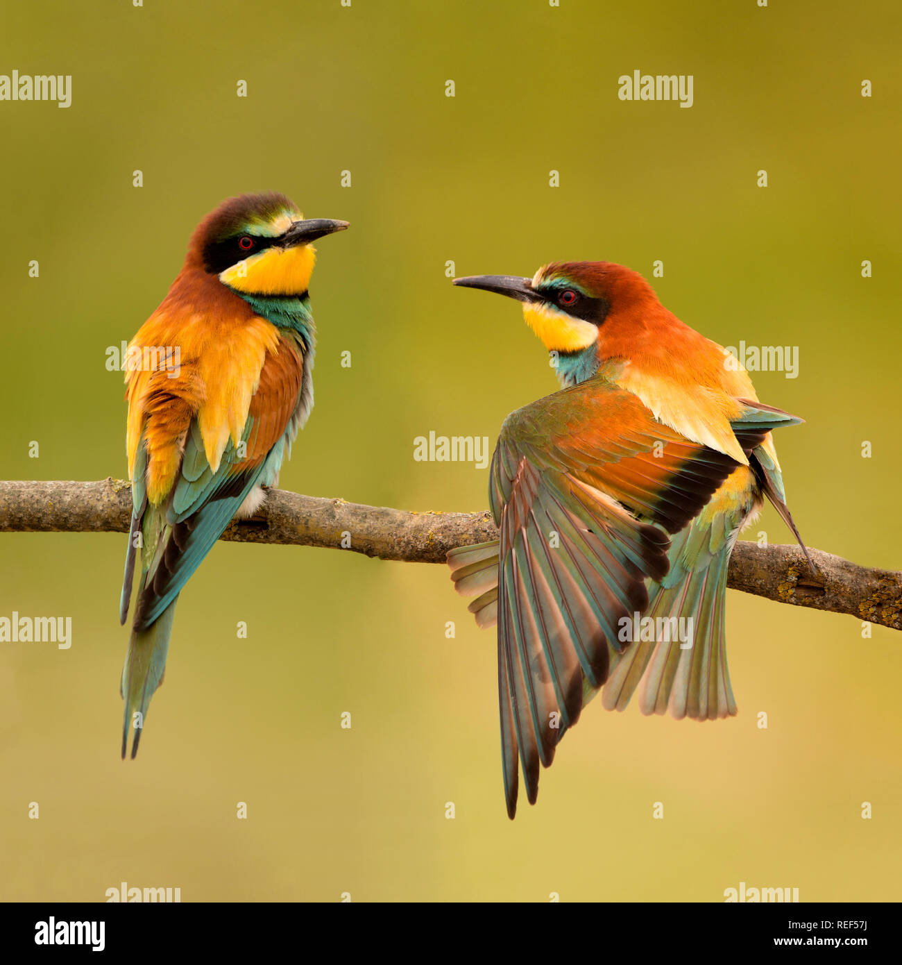 Pair of bee-eaters perched on a branch. The male is showing its wing to ...