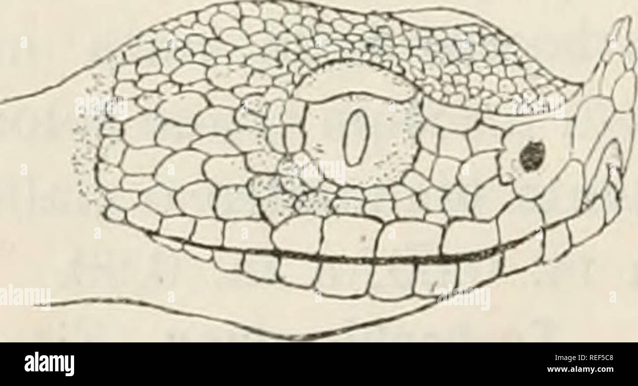 Muso macchiato hi-res stock photography and images - Alamy