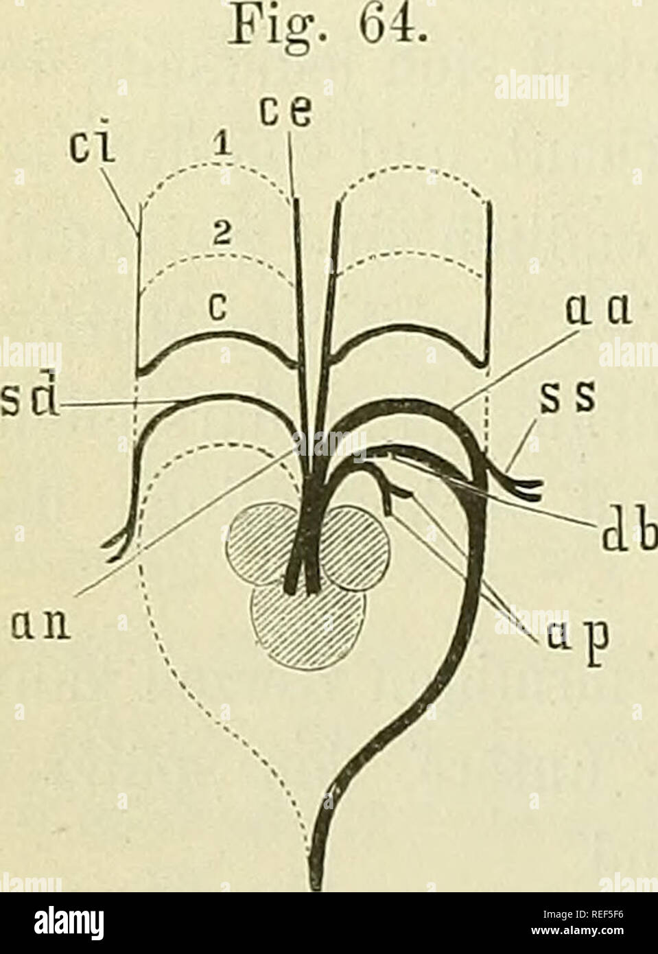 Bulbus aorta hi-res stock photography and images - Alamy