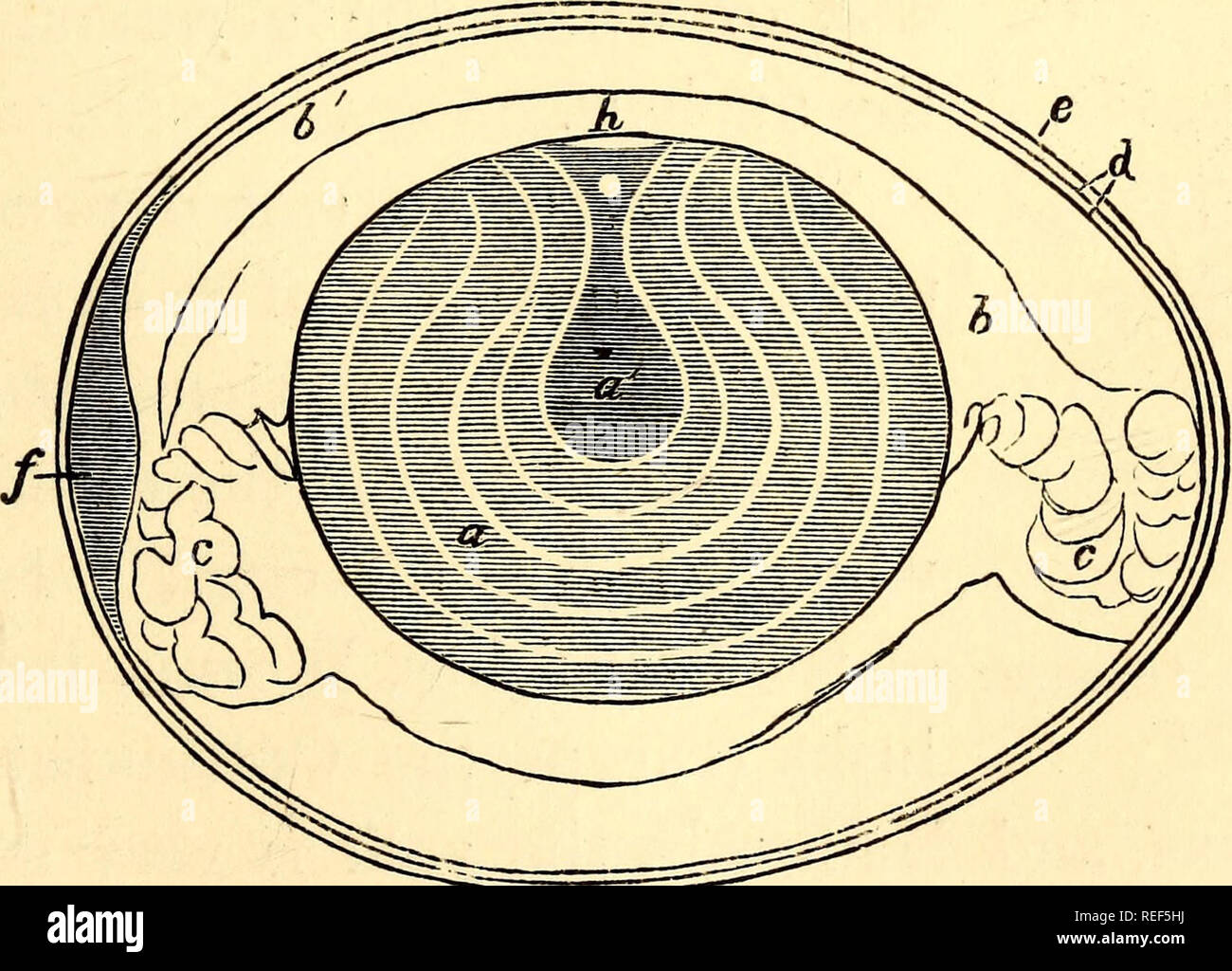 . Comparative zoology, structural and systematic : for use in schools ...