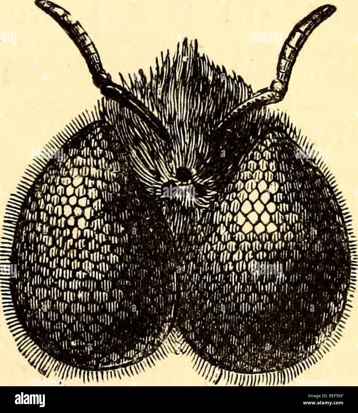 Inverted snail hi-res stock photography and images - Alamy