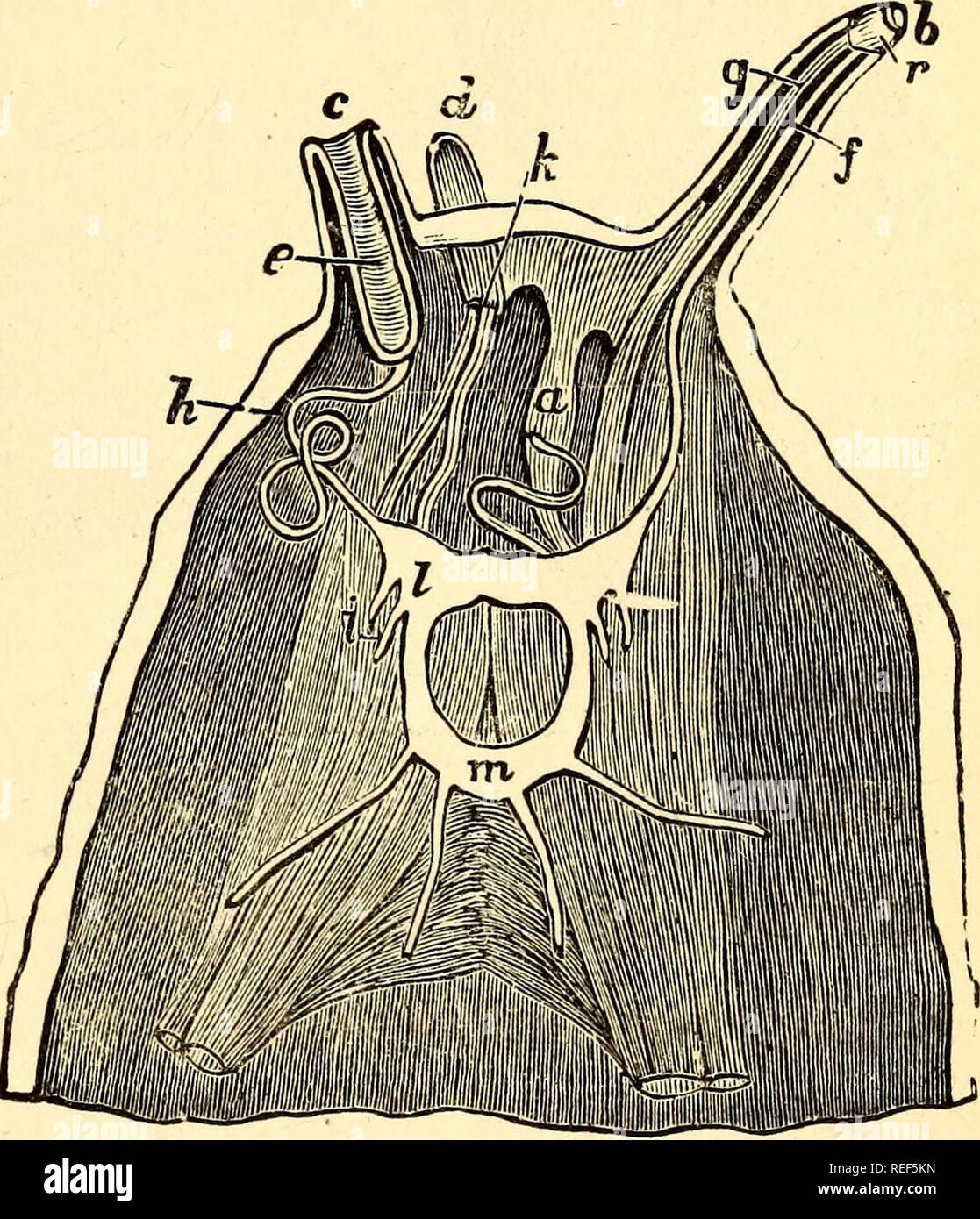 Inverted snail hi-res stock photography and images - Alamy