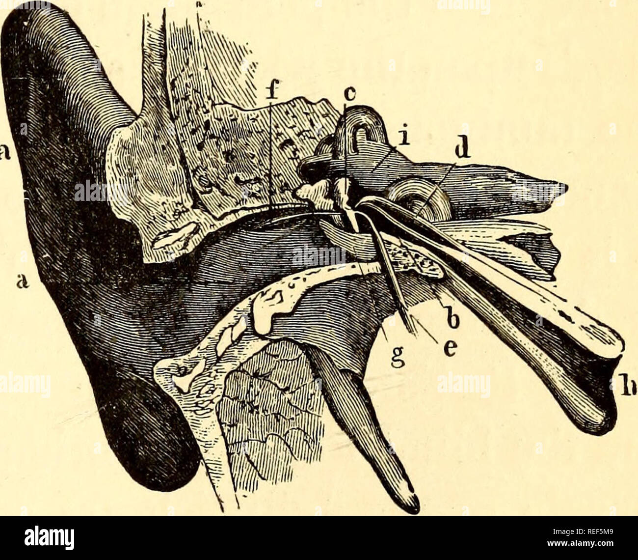 . Comparative zoology, structural and systematic : for use in schools ...