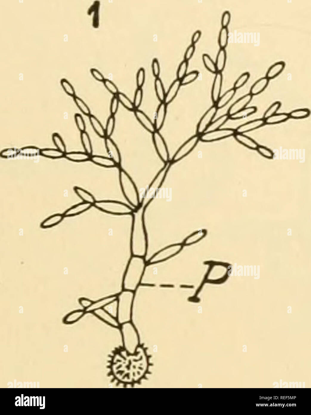 . Comparative morphology of Fungi. Fungi. USTILAGINALES 601 of a ...