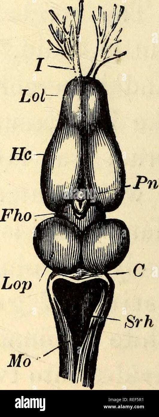 . Comparative zoology, structural and systematic : for use in schools ...