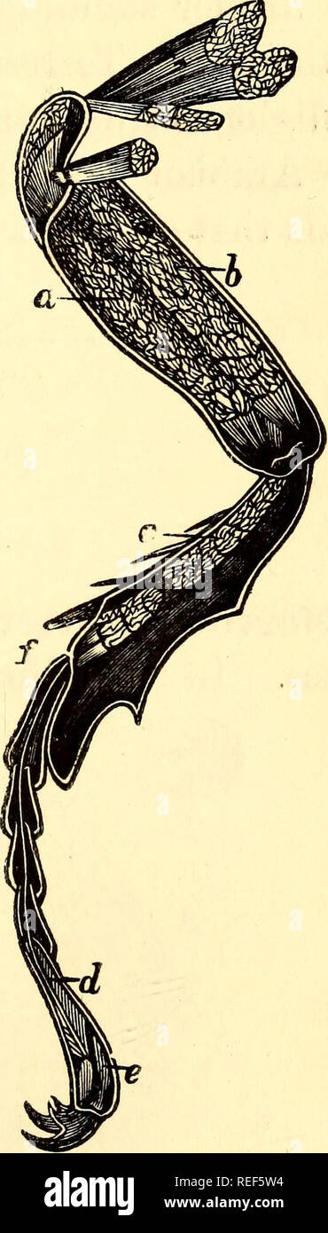 . Comparative zoology, structural and systematic : for use in schools ...