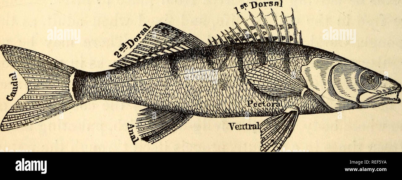 Fish scale anatomy hi-res stock photography and images - Alamy