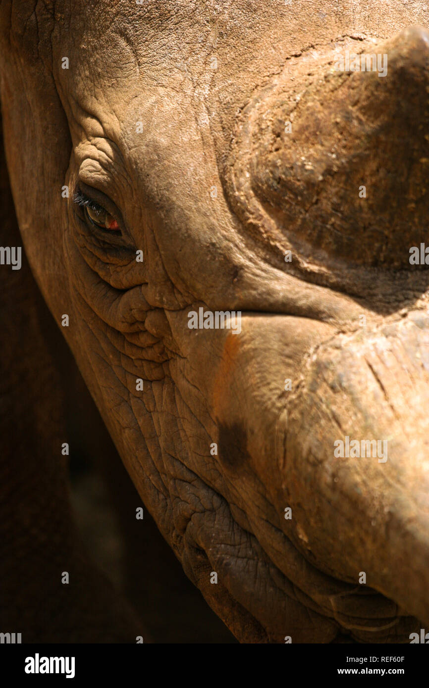 close-up photograph of a rhinoceros's head Stock Photo - Alamy