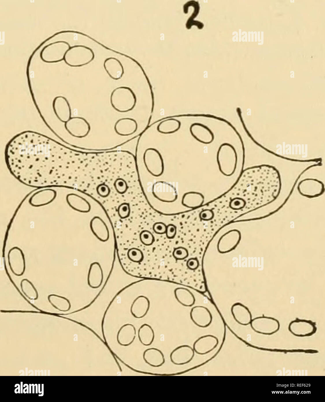 . Comparative morphology of Fungi. Fungi. Fig. 379.—Phragmidium Rubi. 1 ...