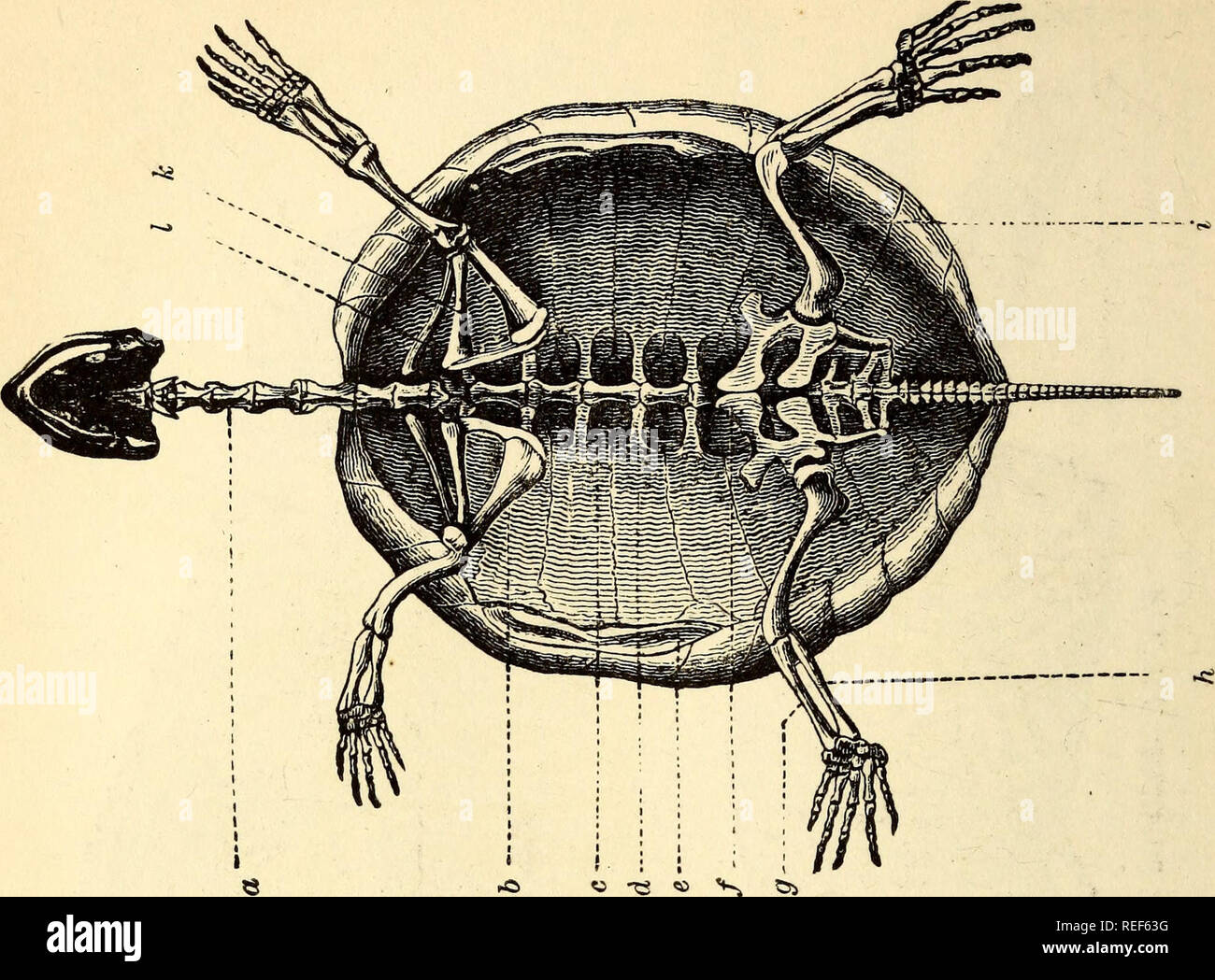 . Comparative zoology, structural and systematic : for use in schools ...