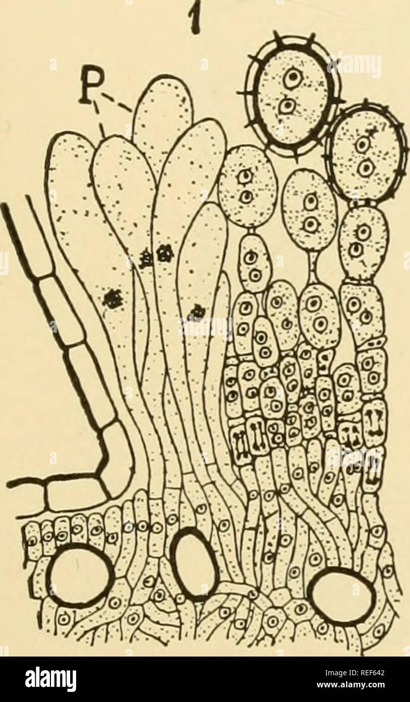 . Comparative morphology of Fungi. Fungi. UREDINALES 555 rupture ...
