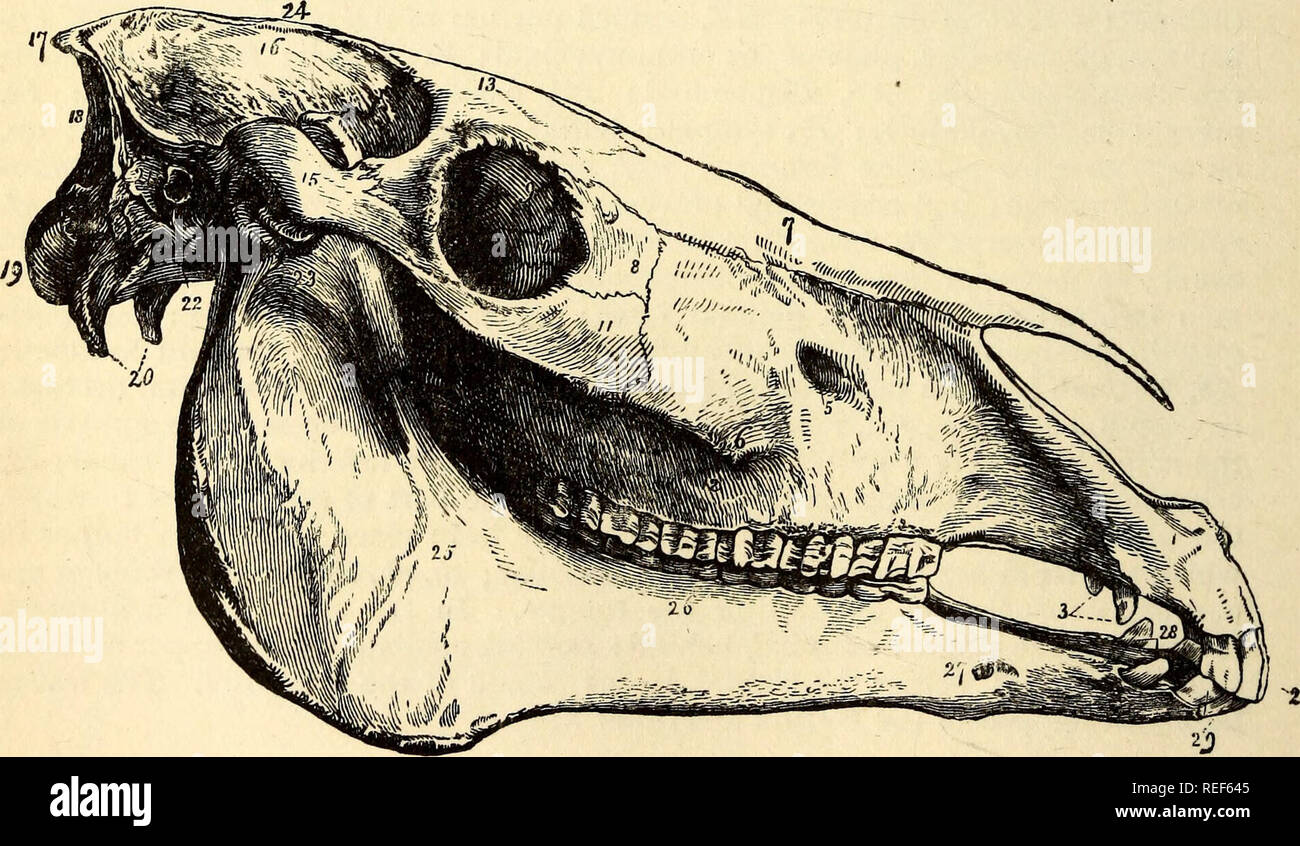 Bird brain anatomy hi-res stock photography and images - Alamy