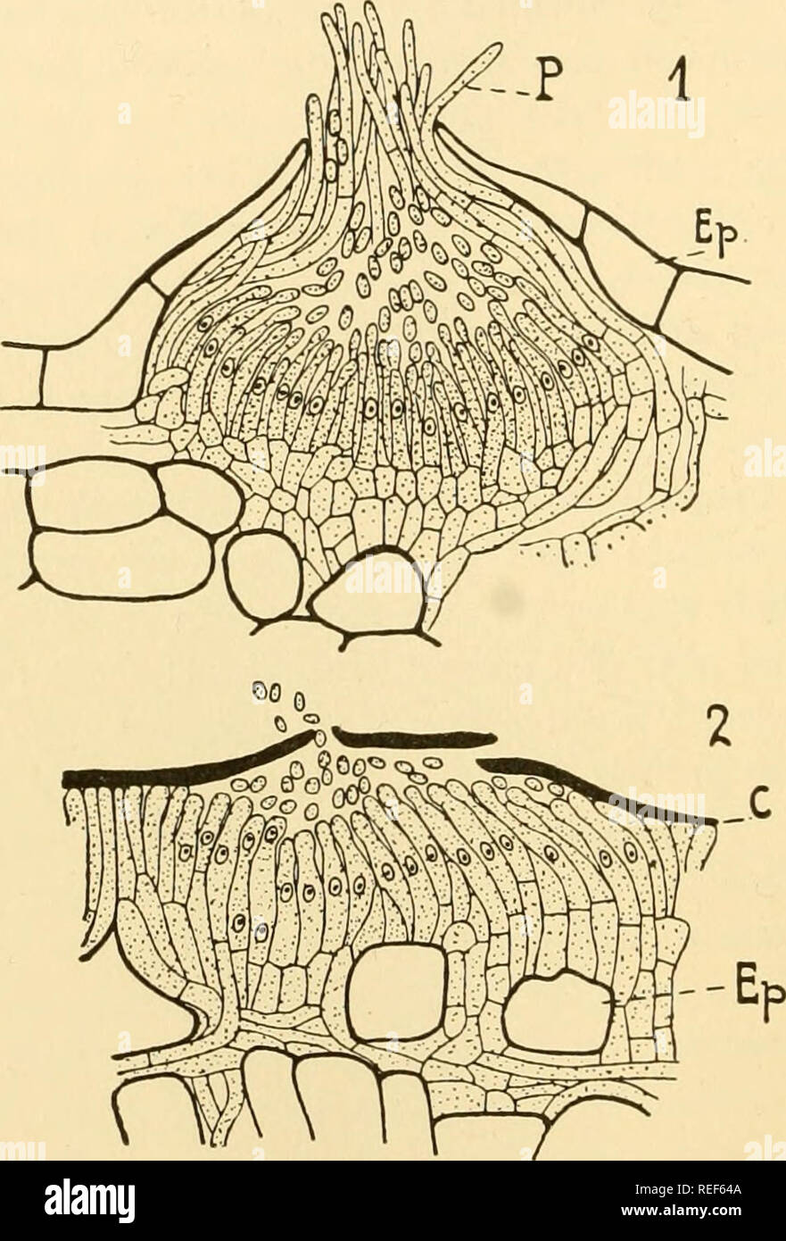 . Comparative morphology of Fungi. Fungi. 554 COMPARATIVE MORPHOLOGY OF ...