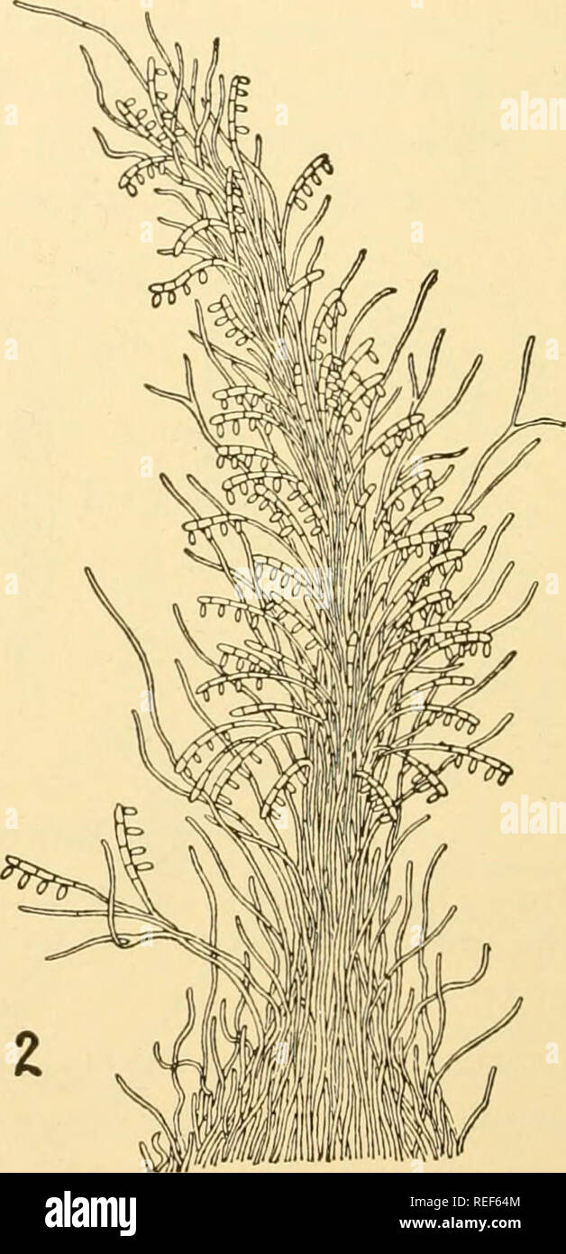 . Comparative morphology of Fungi. Fungi. Fig. 368.—Hoehneliomyces ...