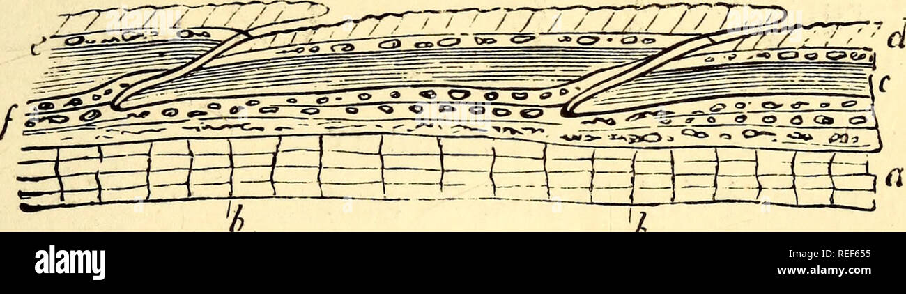 Structure of a fish scale hi-res stock photography and images - Alamy