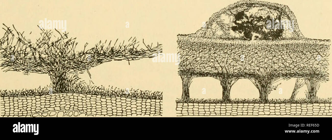 . Comparative morphology of Fungi. Fungi. Fig. 365.—Septobasidium ...