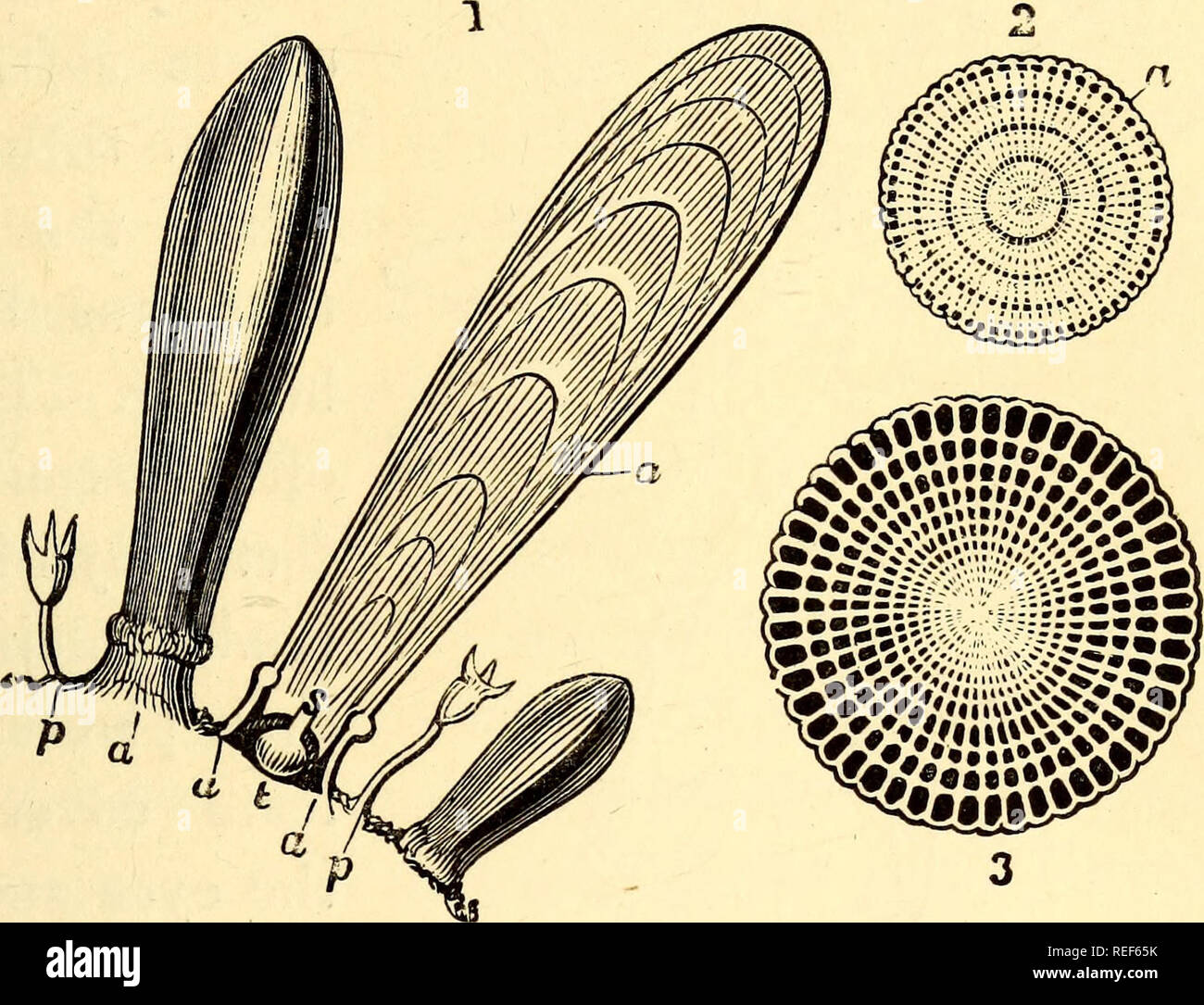 Fibrous structural tissue hi-res stock photography and images - Alamy