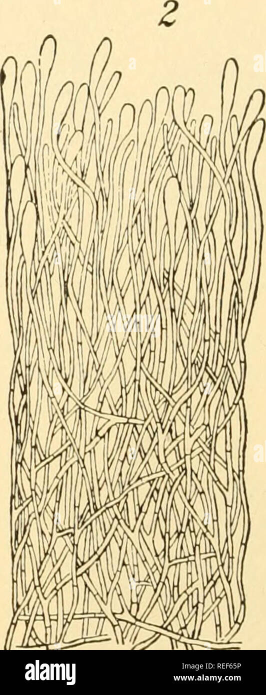 . Comparative morphology of Fungi. Fungi. Fig. 363.—Iola javanensis. 1 ...