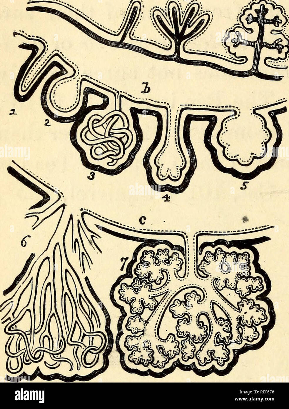 . Comparative zoology, structural and systematic : for use in schools ...