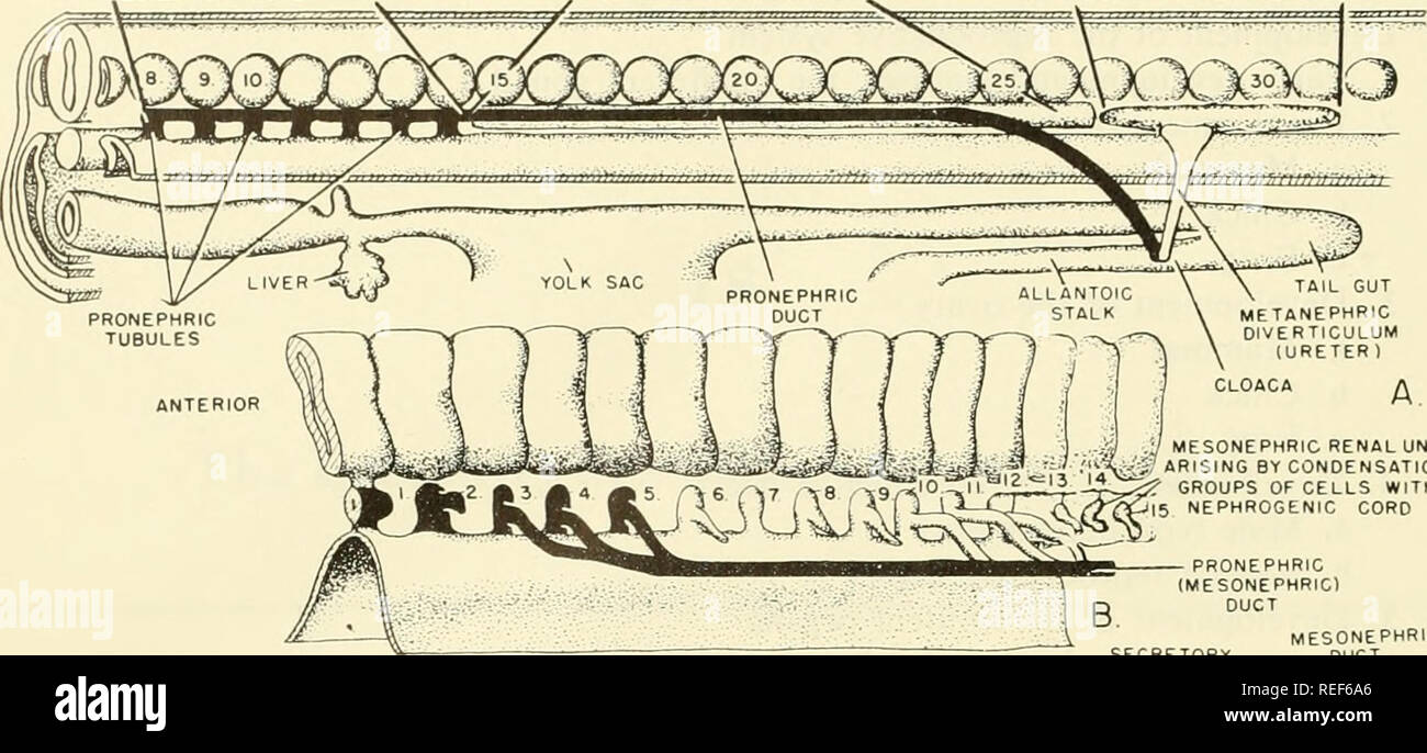 Secretory duct hi-res stock photography and images - Alamy