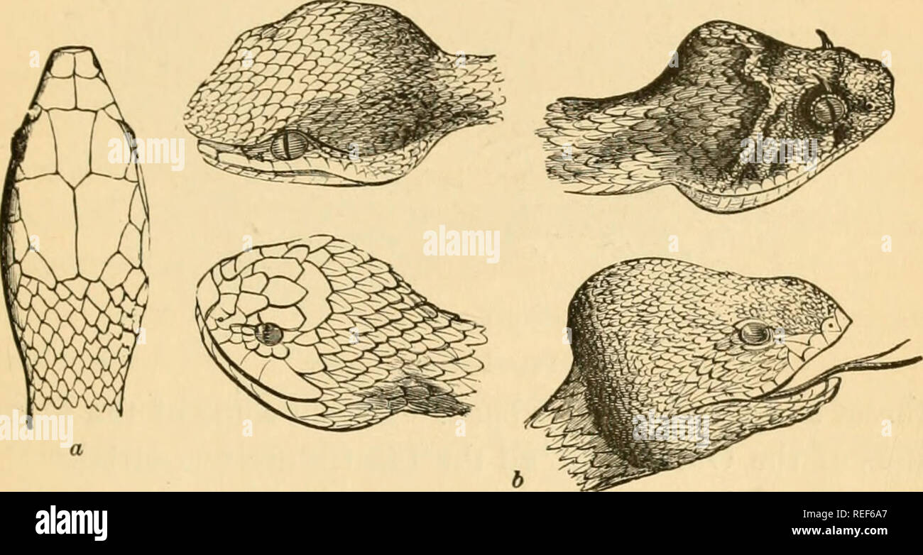 Two harmless snakes hi-res stock photography and images - Alamy