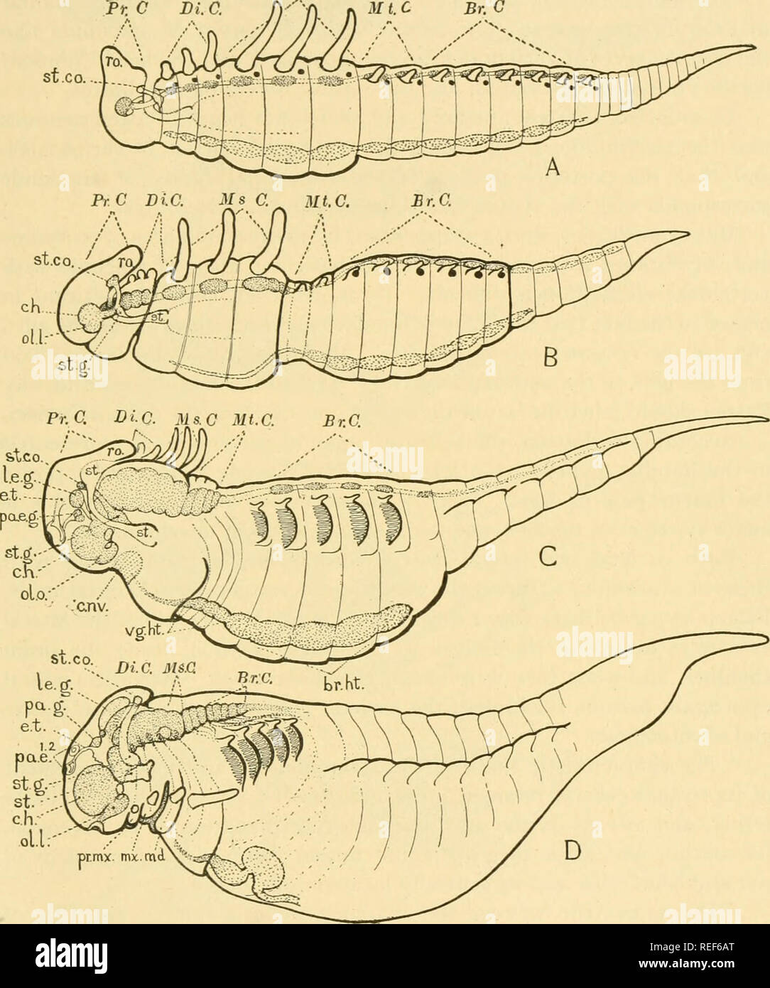 . Comparative anatomy. Anatomy, Comparative. THE ANCESTRY OF THE ...