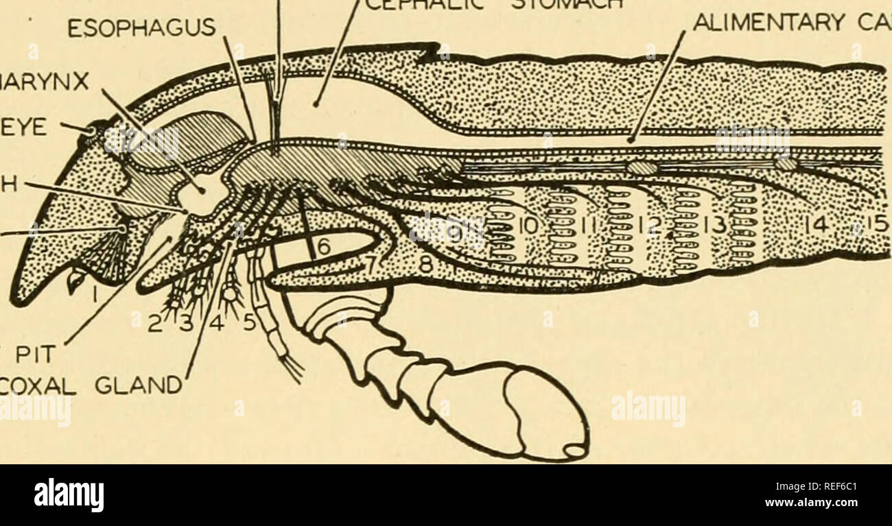 . Comparative anatomy. Anatomy, Comparative. THE ANCESTRY OF THE ...