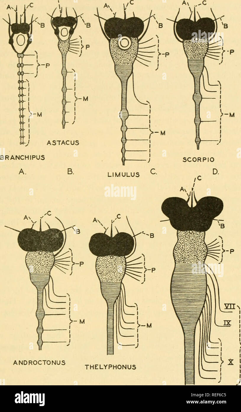 Comparative Anatomy Evolution