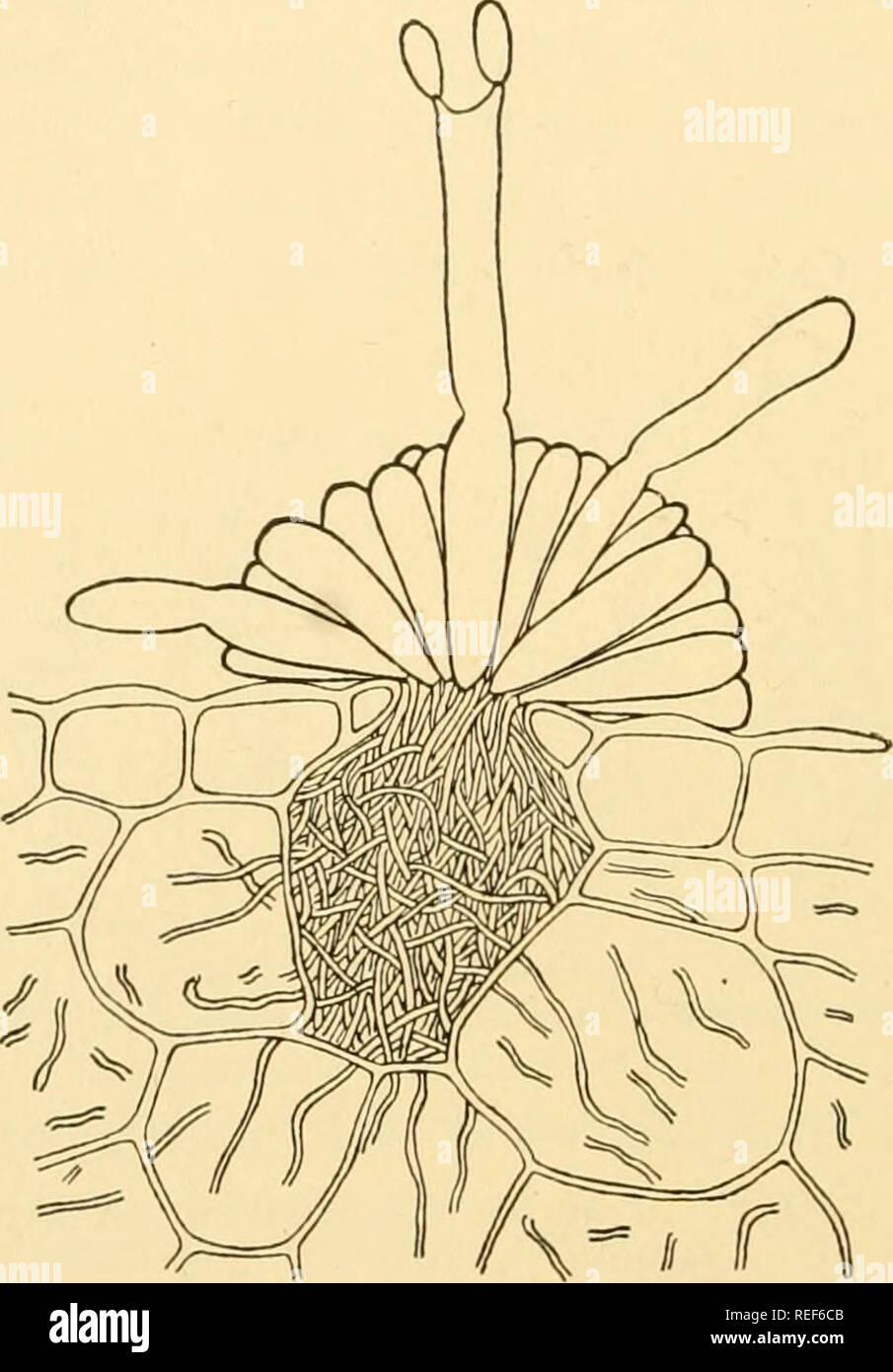 Basidium hi-res stock photography and images - Alamy