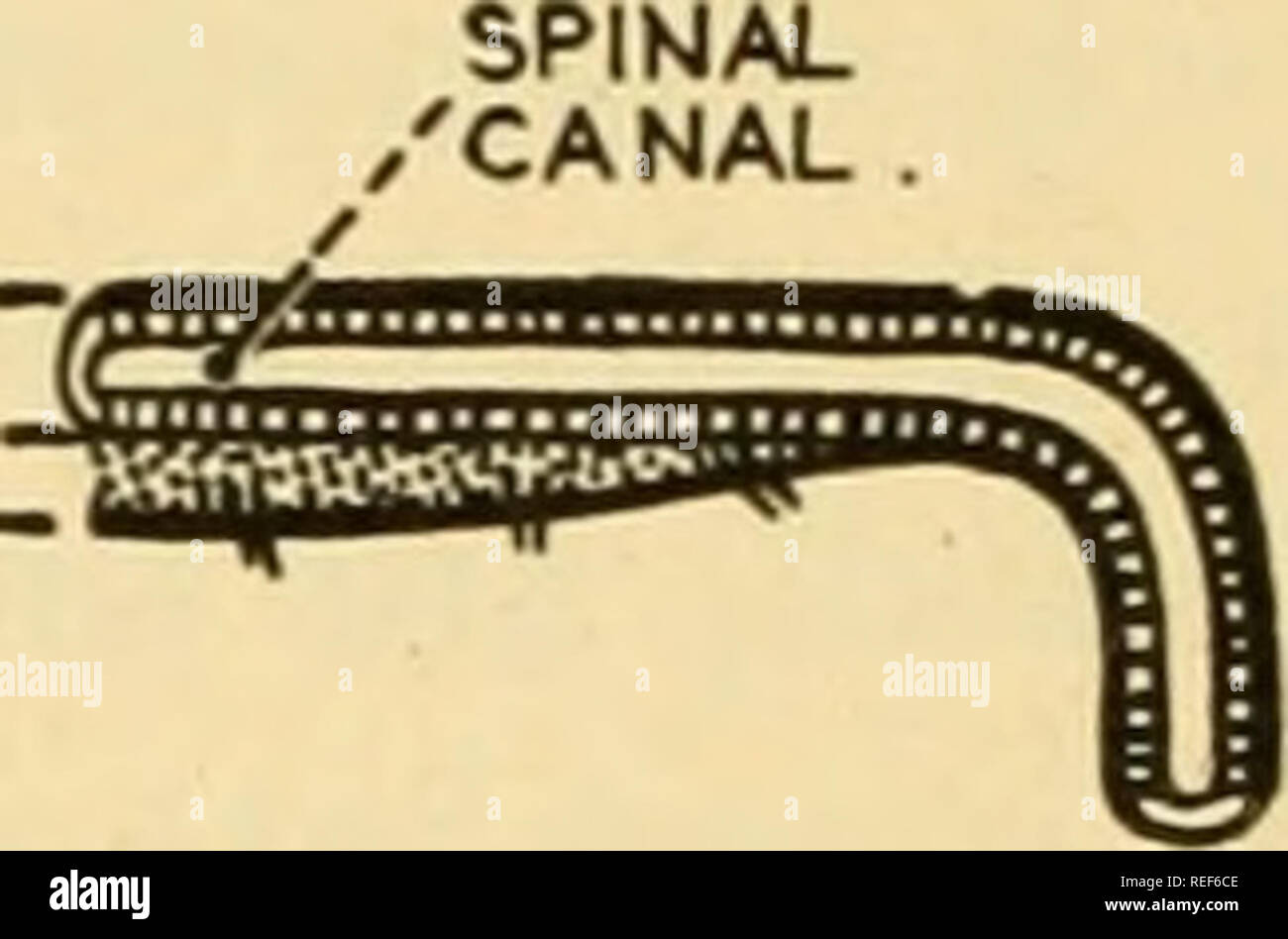 . Comparative anatomy. Anatomy, Comparative. CORPUS STRIATUM ...