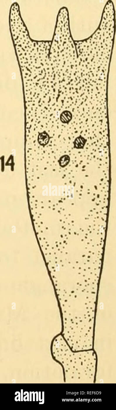. Comparative morphology of Fungi. Fungi. V'.'-â .-*-. Fig. 272 ...