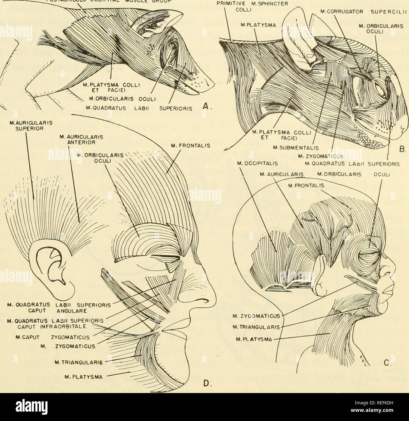 . Comparative embryology of the vertebrates; with 2057 drawings and ...