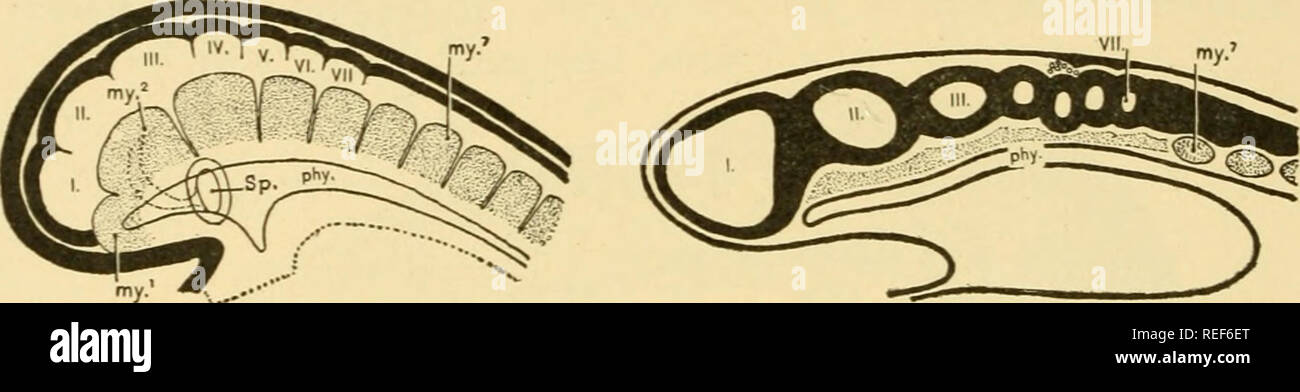 . Comparative anatomy. Anatomy, Comparative. C. SQUALUS.. B.PETROMYZON ...