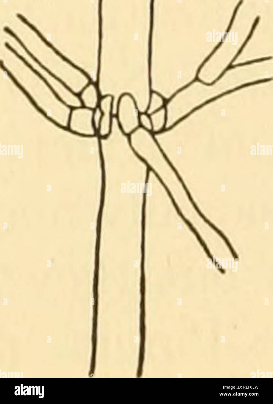 . Comparative morphology of Fungi. Fungi. 406 COMPARATIVE MORPHOLOGY OF ...