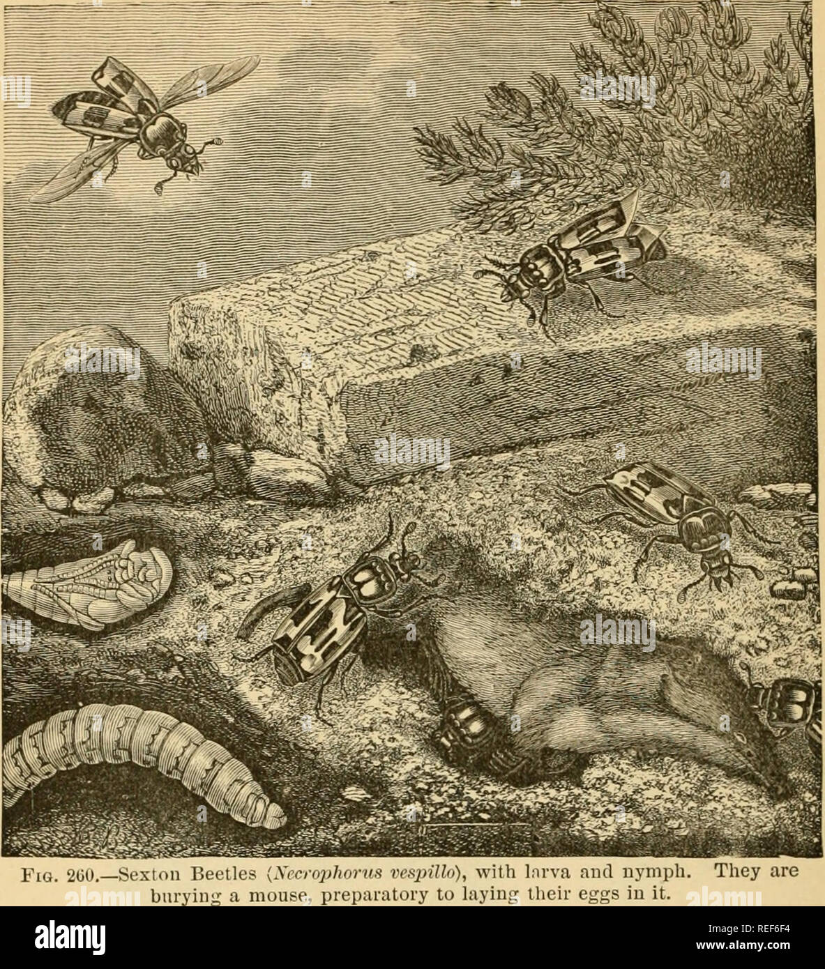 Snapping beetles hi-res stock photography and images - Alamy