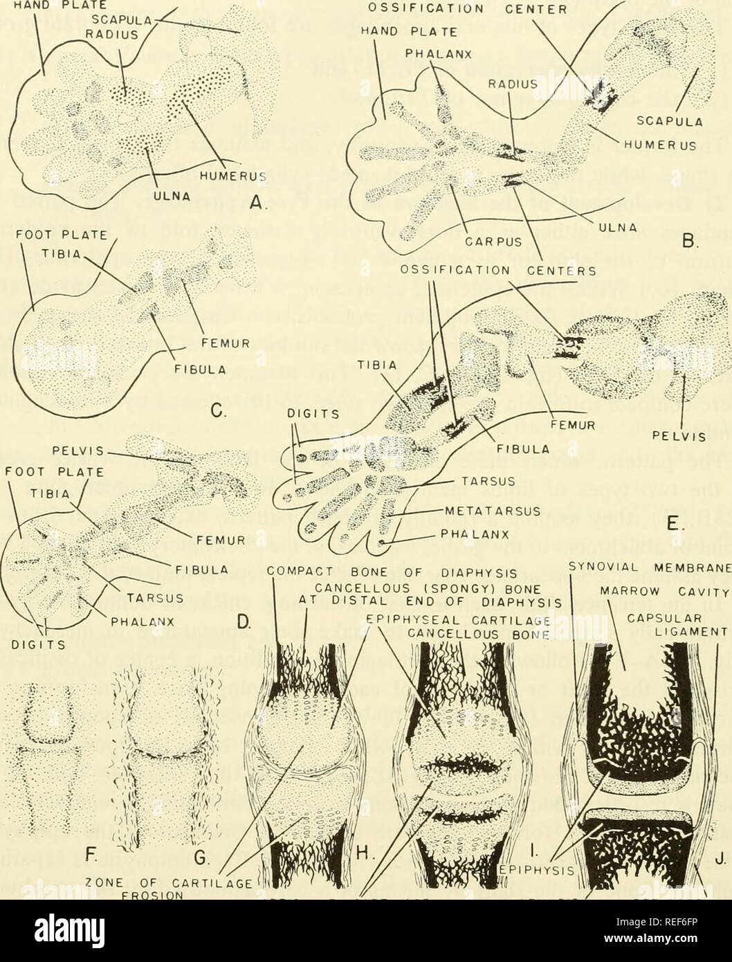 . Comparative embryology of the vertebrates; with 2057 drawings and ...