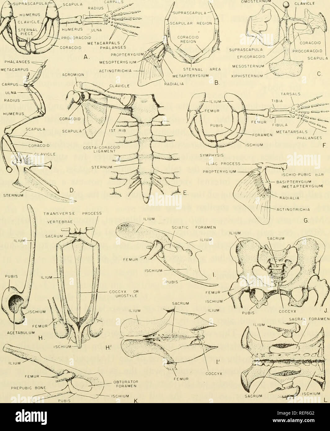 . Comparative embryology of the vertebrates; with 2057 drawings and ...