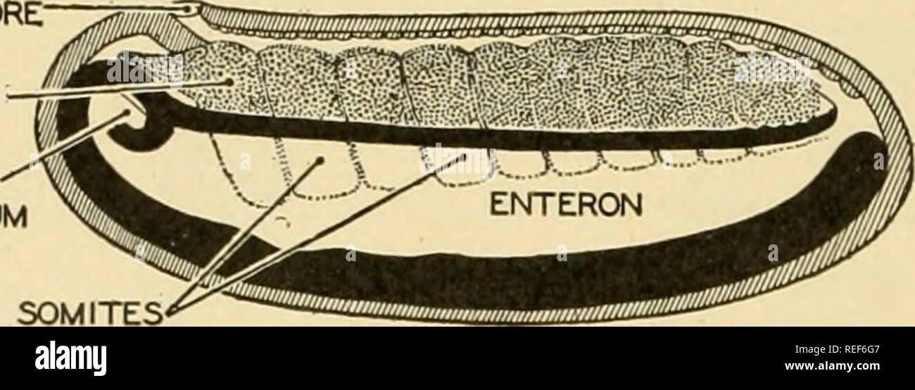 . Comparative anatomy. Anatomy, Comparative. 6i8 COMPARATIVE ANATOMY to ...
