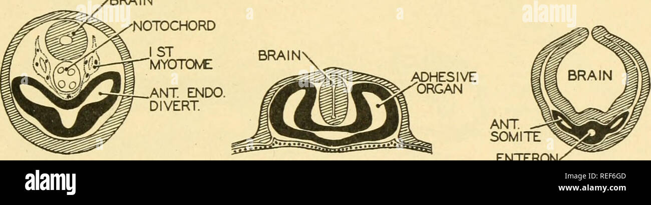 . Comparative anatomy. Anatomy, Comparative. A. .BRAIN. ENTERON' a: b ...