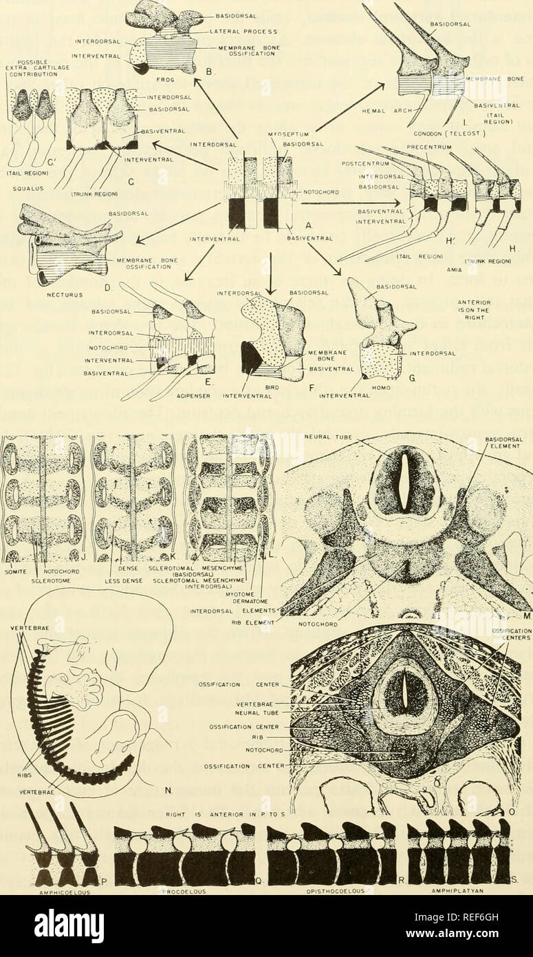 . Comparative embryology of the vertebrates; with 2057 drawings and ...