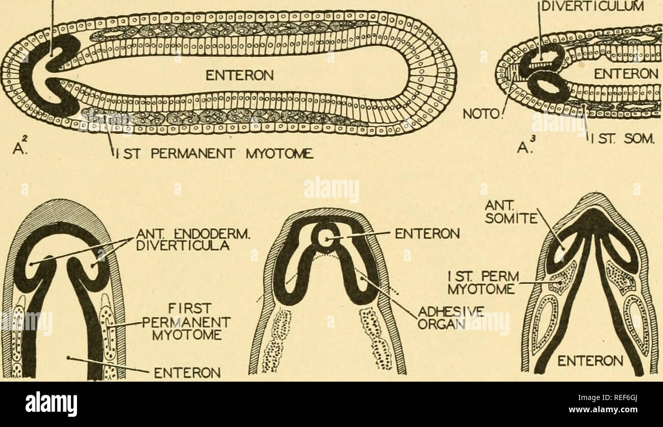 Ant head anatomy hi-res stock photography and images - Alamy